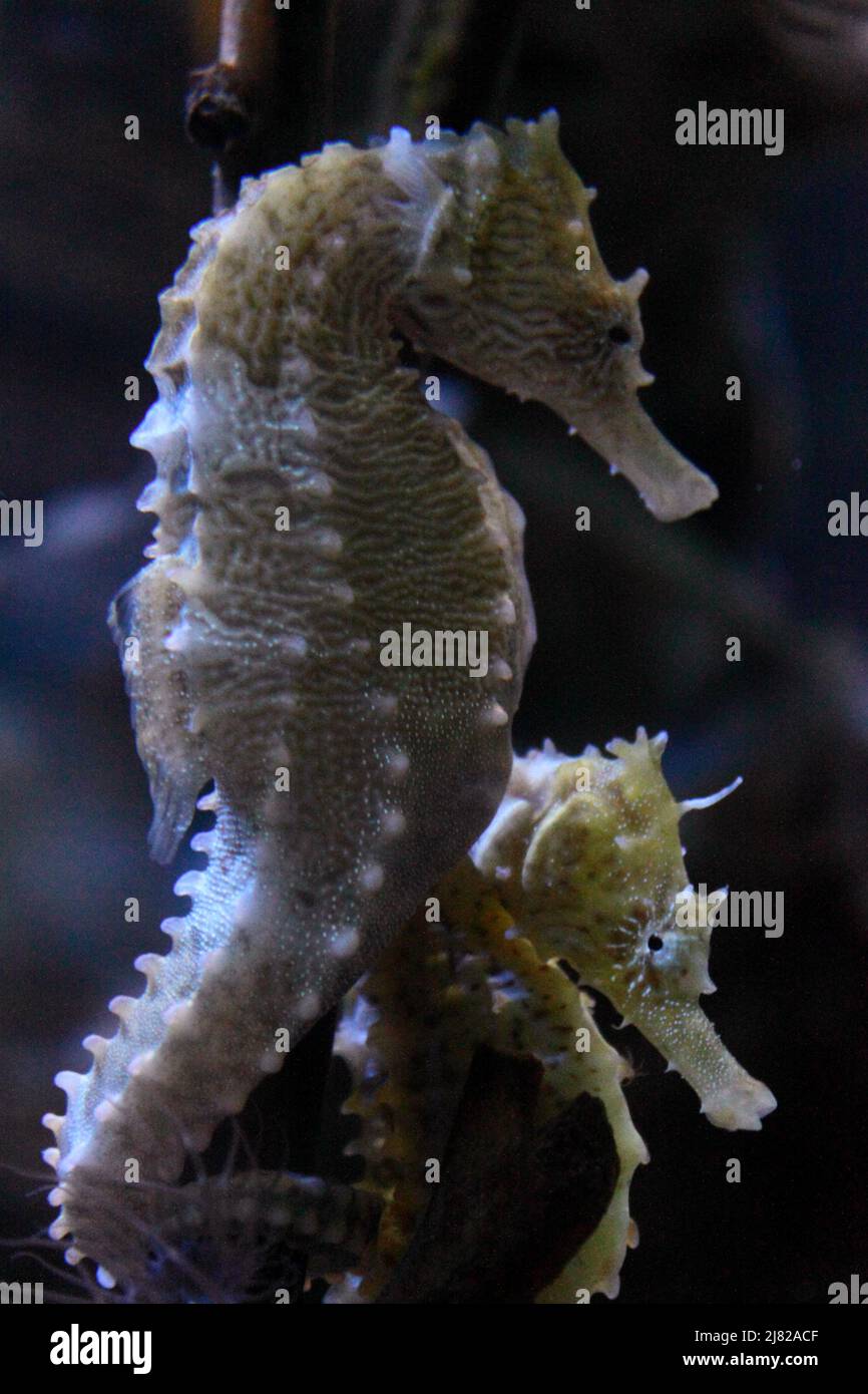 Deux hippocampes, Aquarium de la Guadeloupe Stock Photo - Alamy
