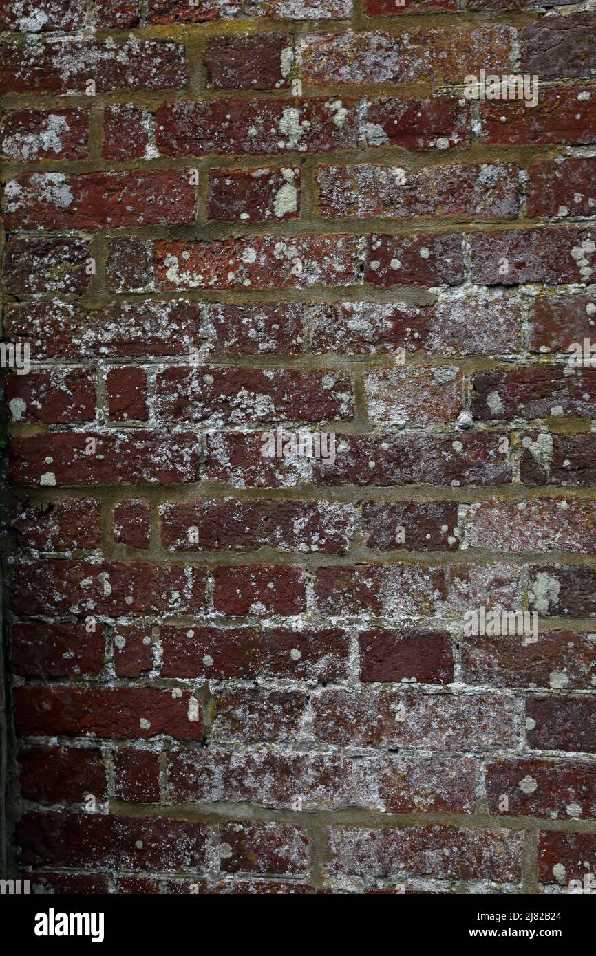 Lichen and Moss on Brick Wall Stock Photo - Alamy