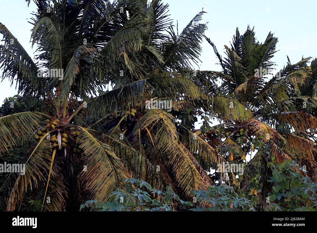 Palmiers de Guadeloupe Stock Photo - Alamy