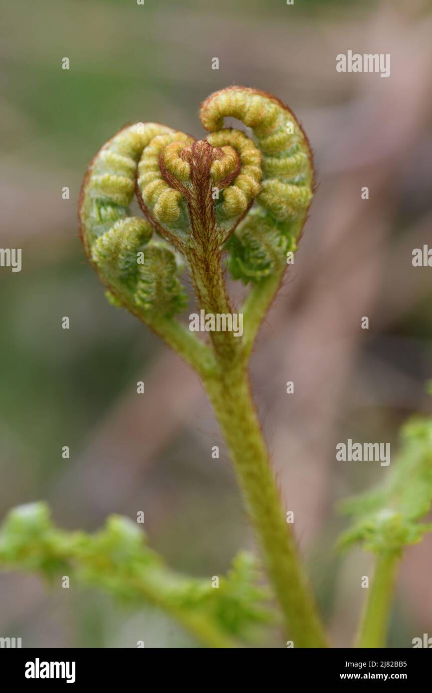 Macro image of an emerging fern on Bodmin Moor Cornwall Stock Photo - Alamy