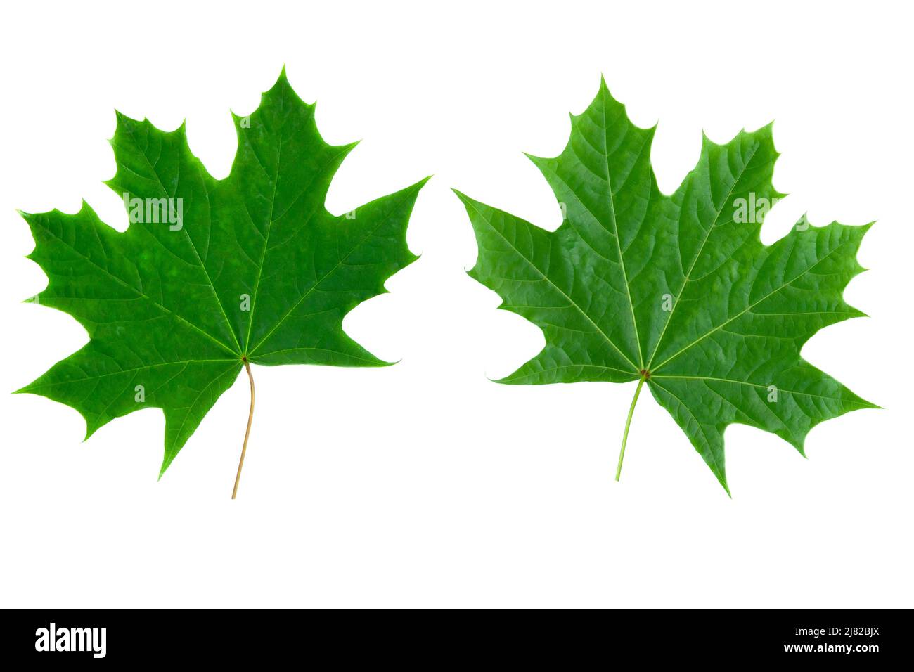 Two colorful maple leaves hi-res stock photography and images - Alamy