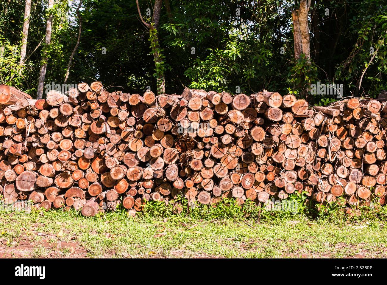 Pile of wood logs in the countryside of Tres Coroas, Rio Grande do Sul ...
