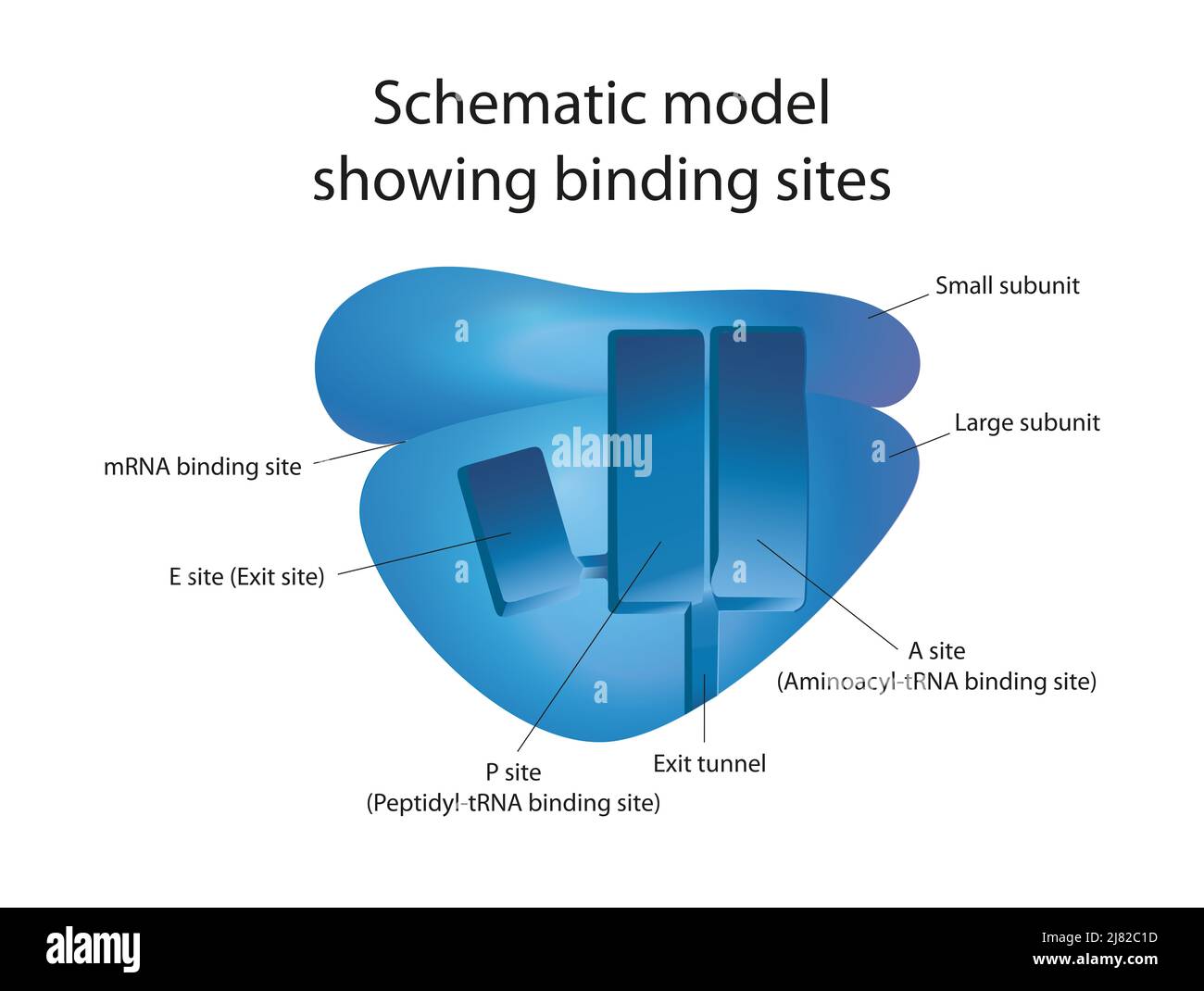 Protein synthesis hi-res stock photography and images - Alamy