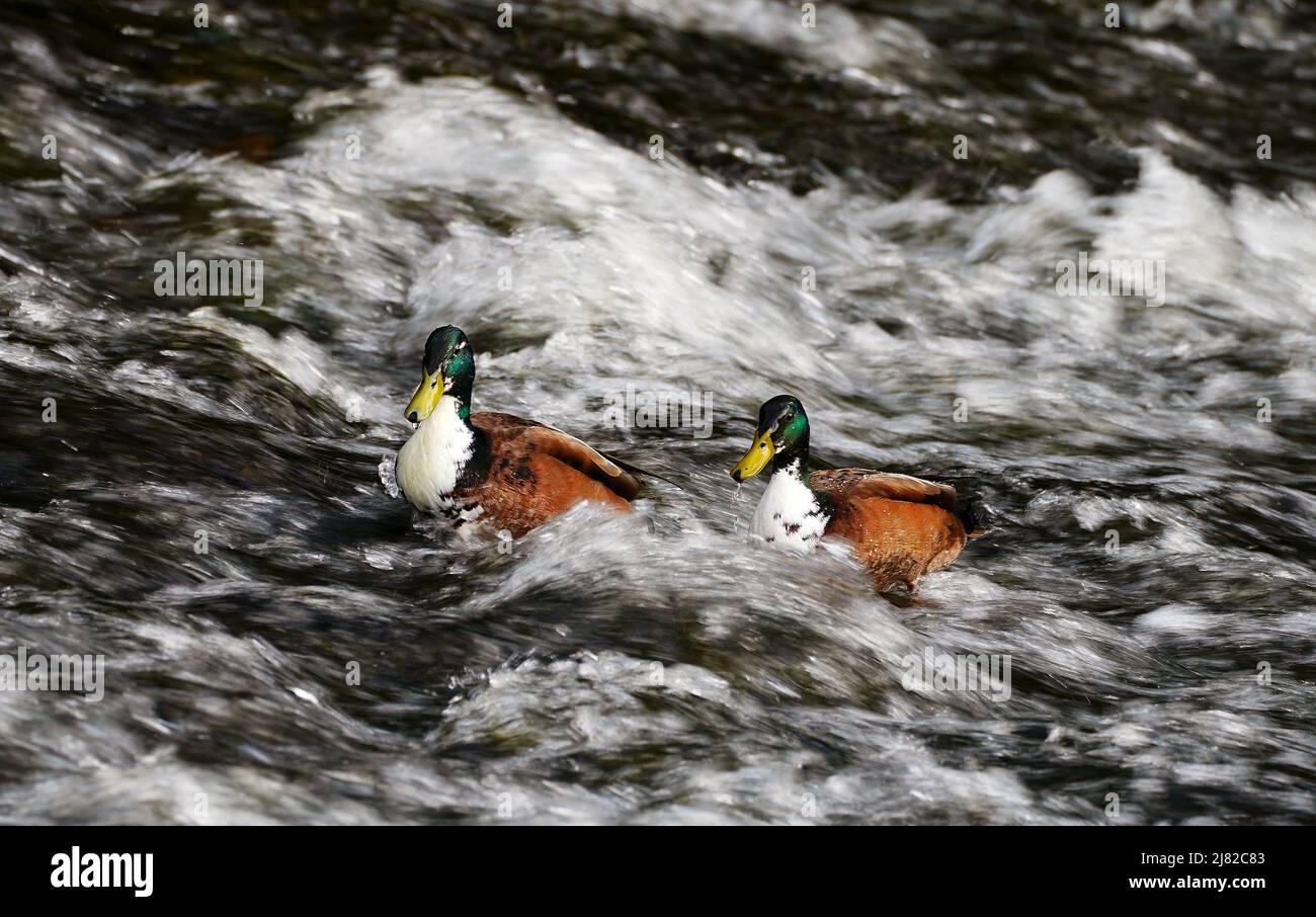 Ducks face the flow of the river Dodder to feed on aquatic weeds at the ...