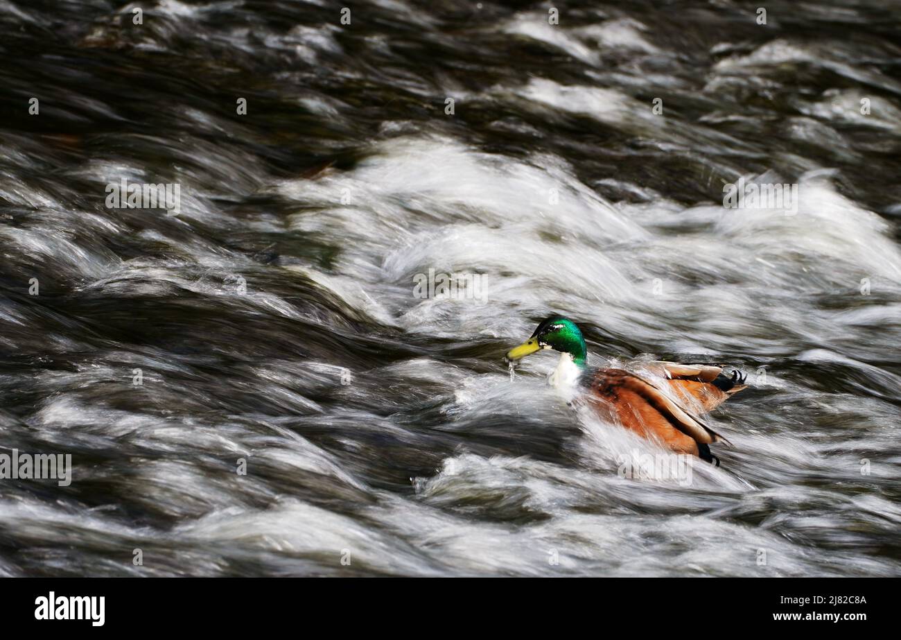 Ducks face the flow of the river Dodder to feed on aquatic weeds at the ...