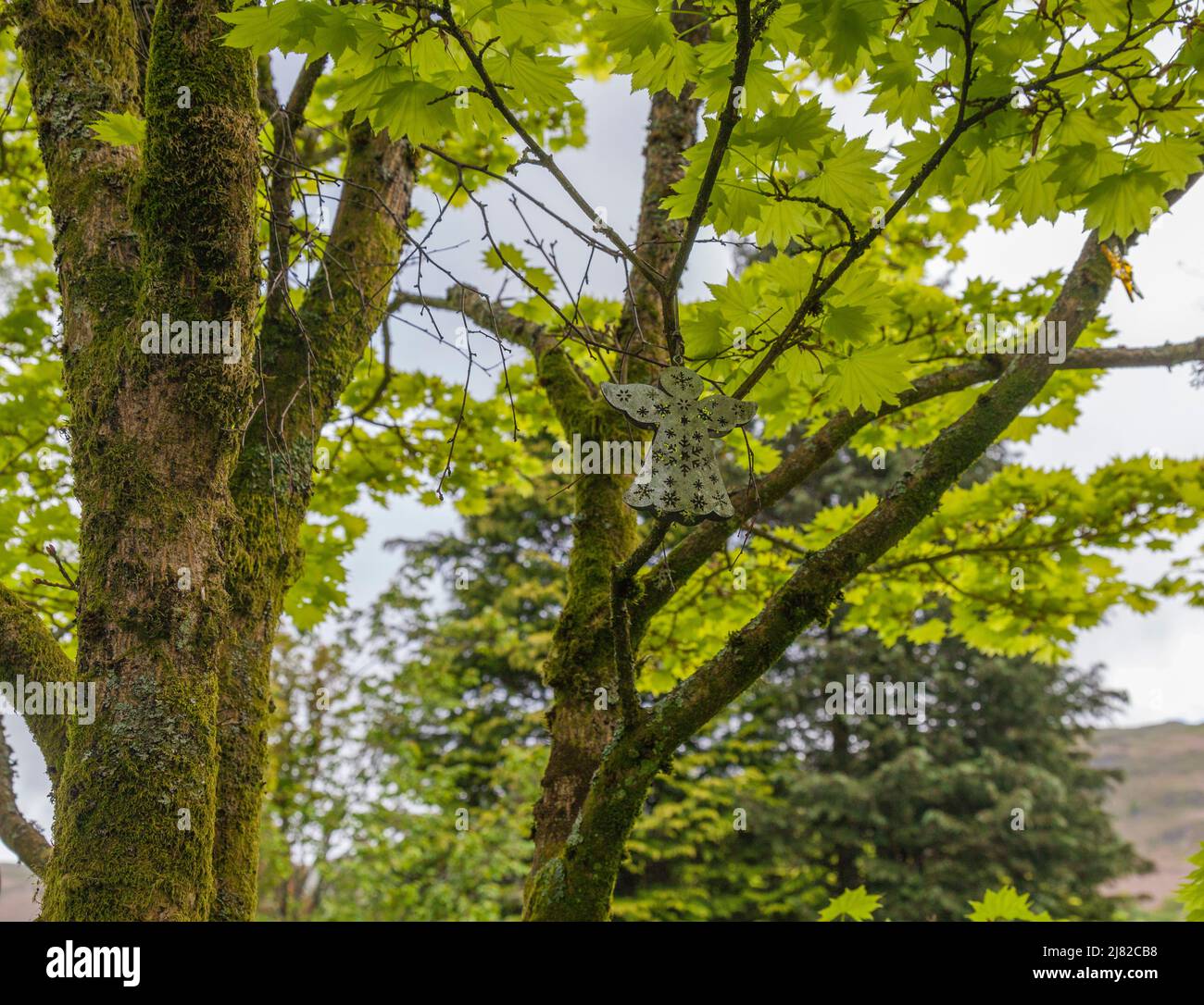 An angel like figure,hanging from a tree in the Wordsworth Daffodil ...