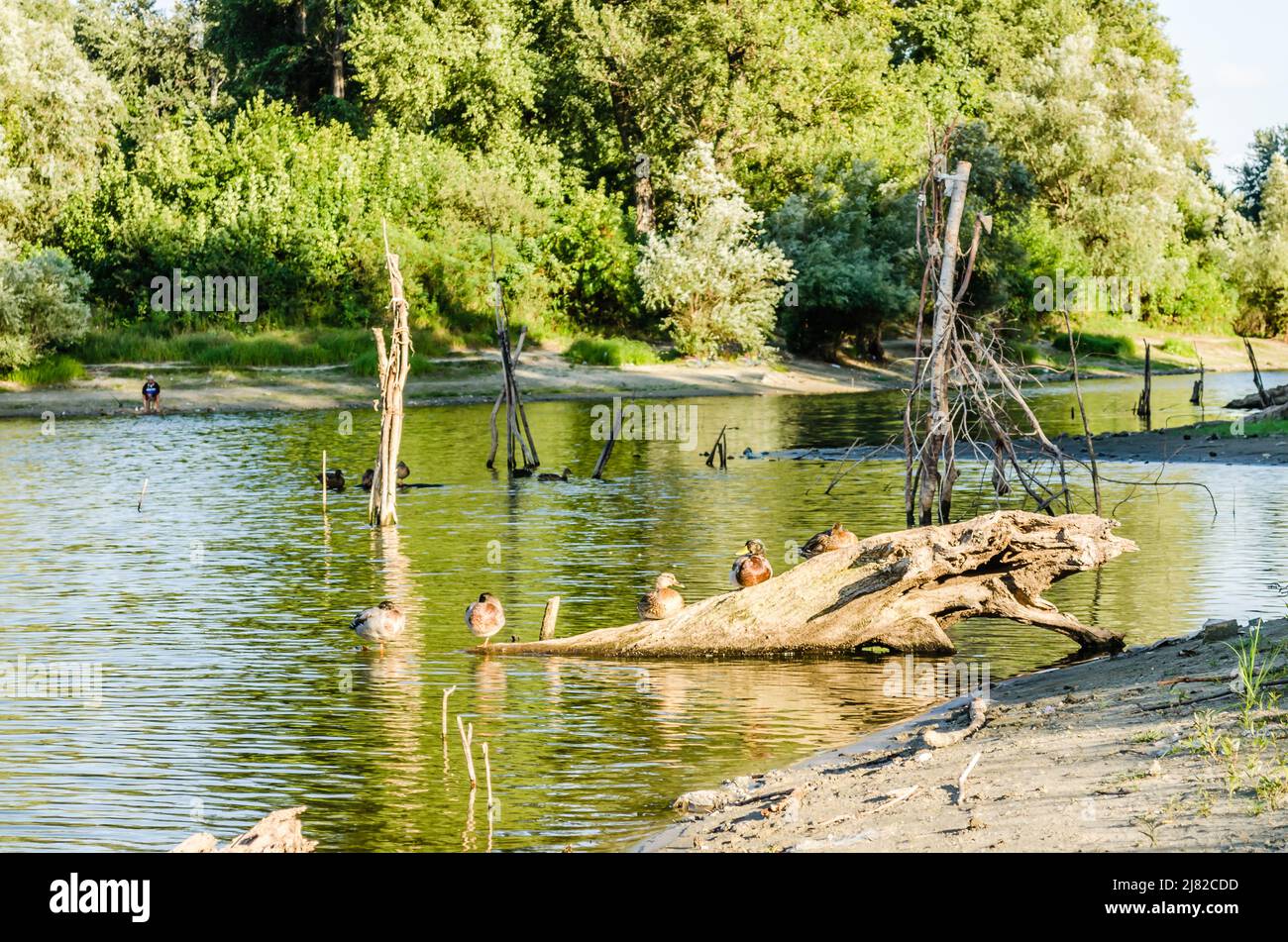 Real wild birds hi-res stock photography and images - Alamy