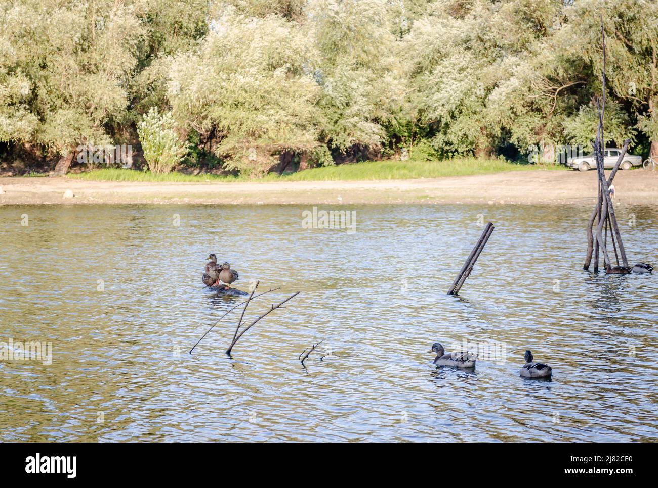 Real wild birds hi-res stock photography and images - Alamy