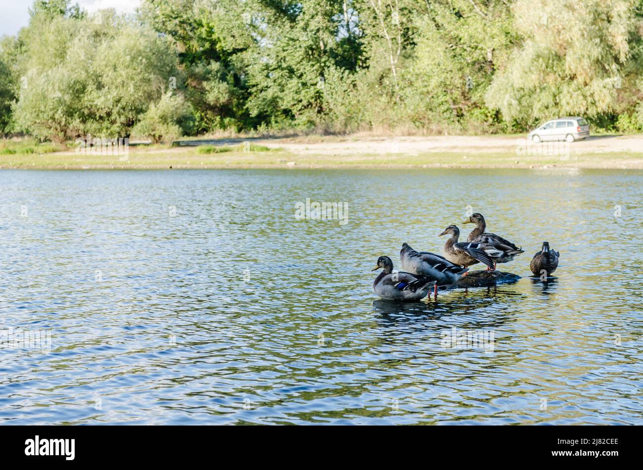 Real wild birds hi-res stock photography and images - Alamy