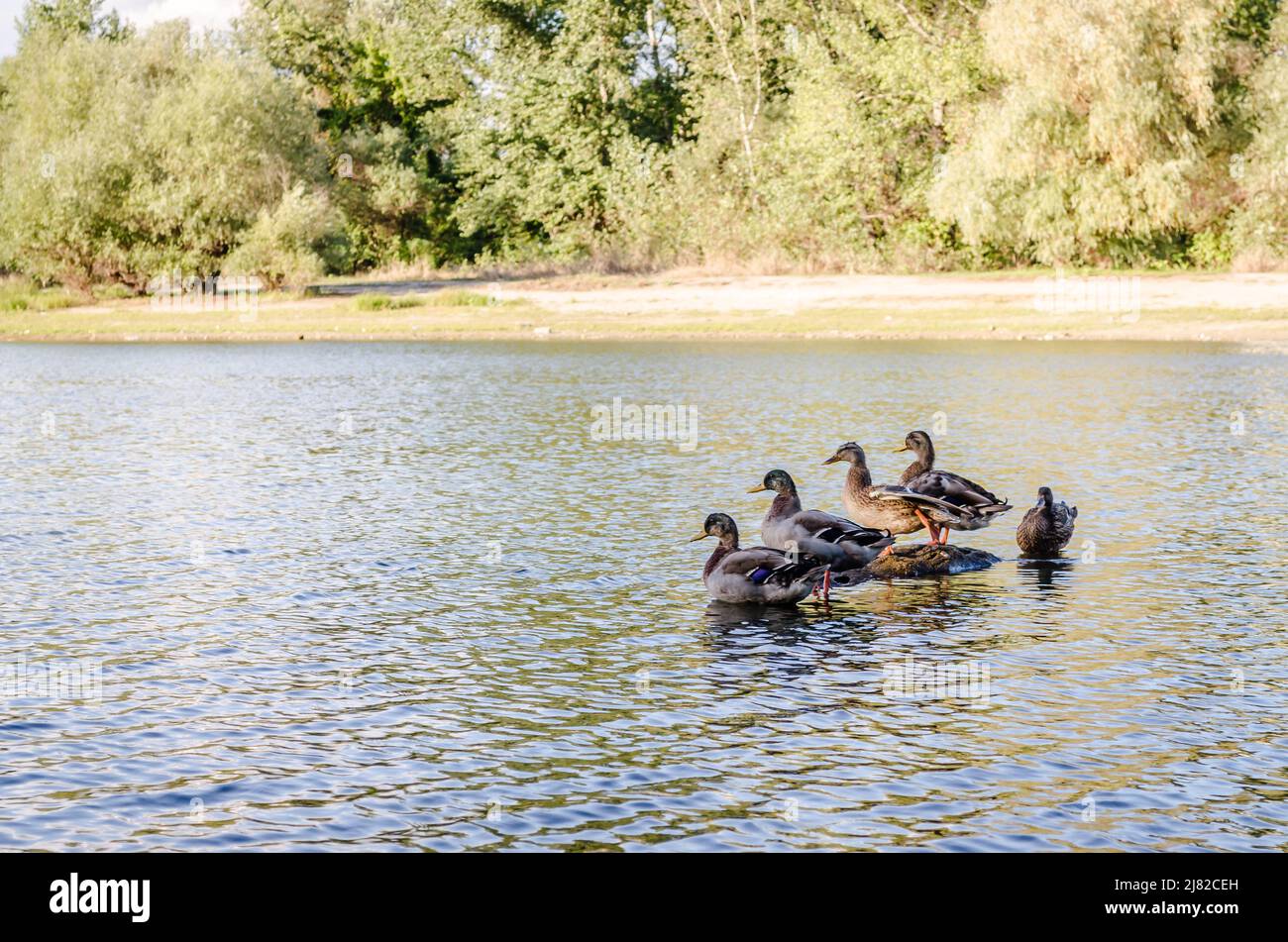 Real wild birds hi-res stock photography and images - Alamy