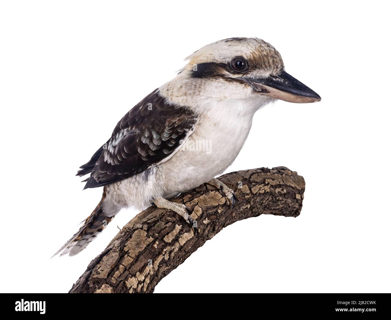 Adult male Kookaburra aka Dacelo novaeguineae bird, sitting side ways ...
