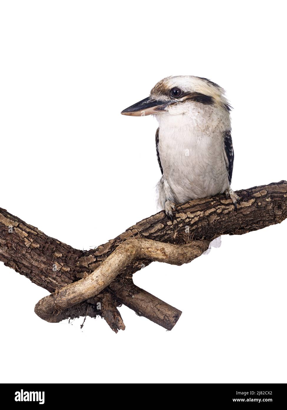 Adult male Kookaburra aka Dacelo novaeguineae bird, sitting side ways ...