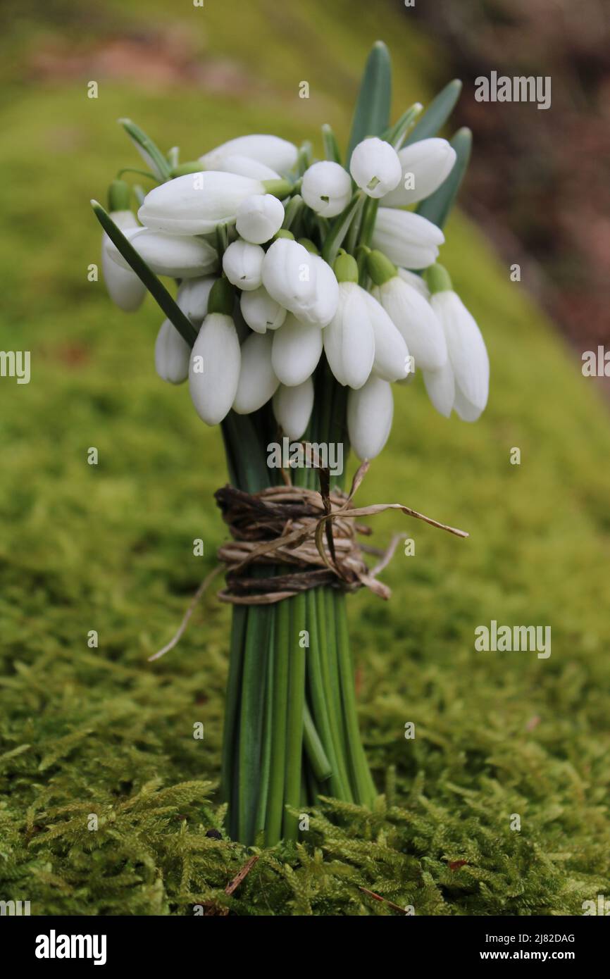 The beautiful spring of Latvia Stock Photo - Alamy