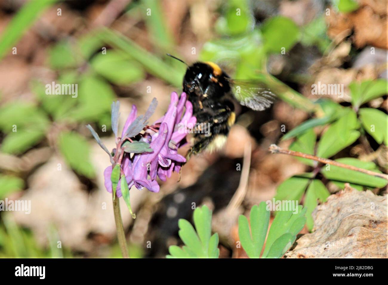 The beautiful spring of Latvia Stock Photo - Alamy