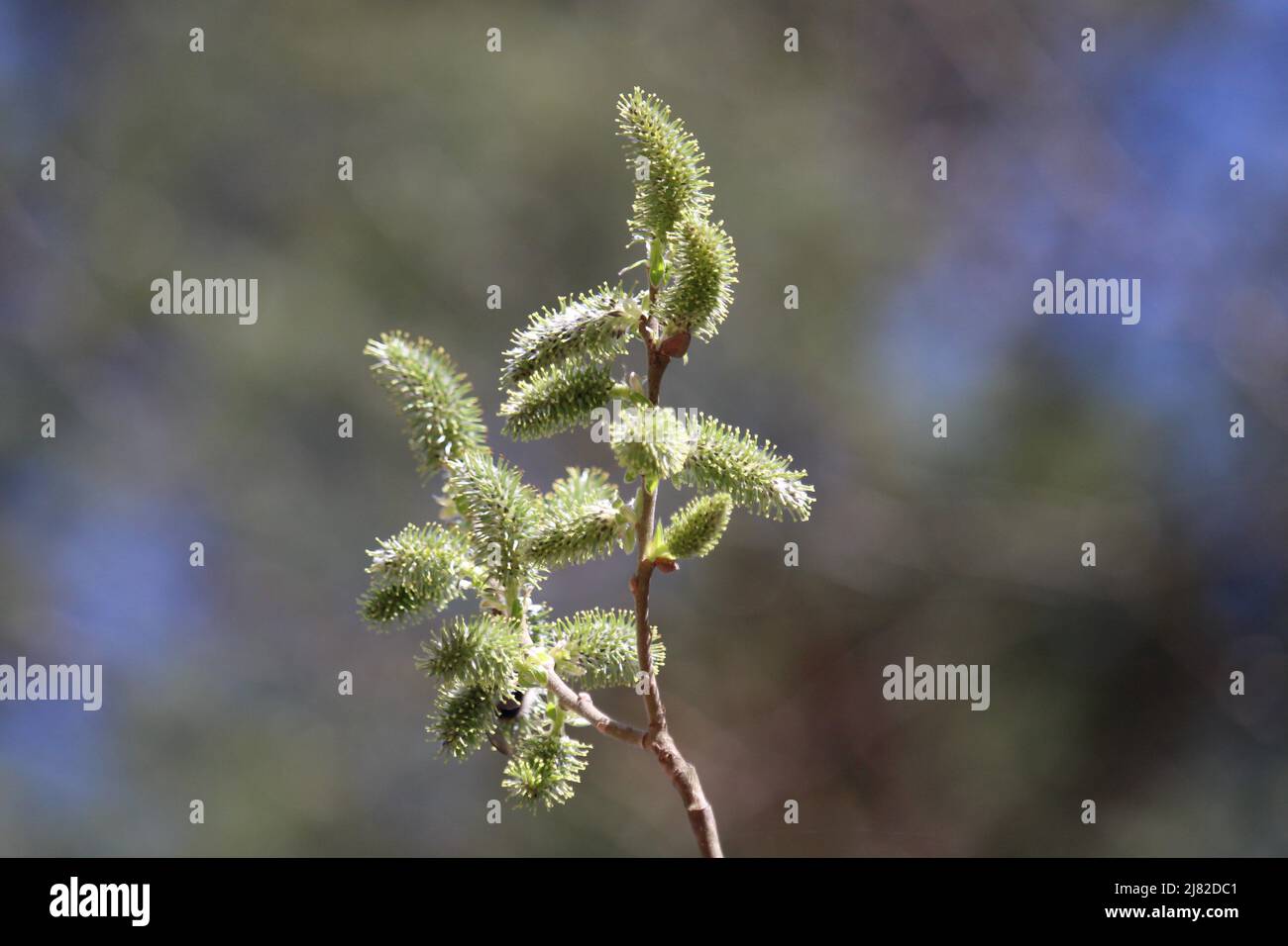The beautiful spring of Latvia Stock Photo - Alamy