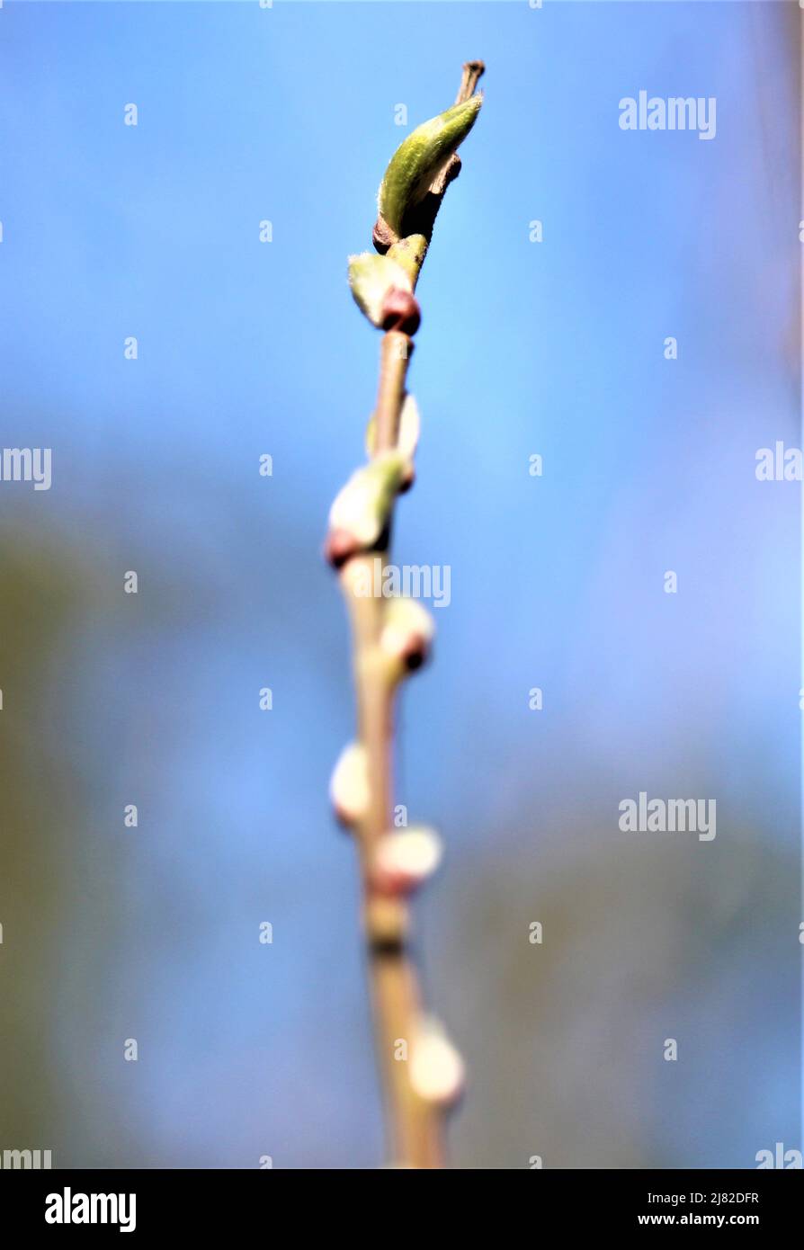 The beautiful spring of Latvia Stock Photo - Alamy