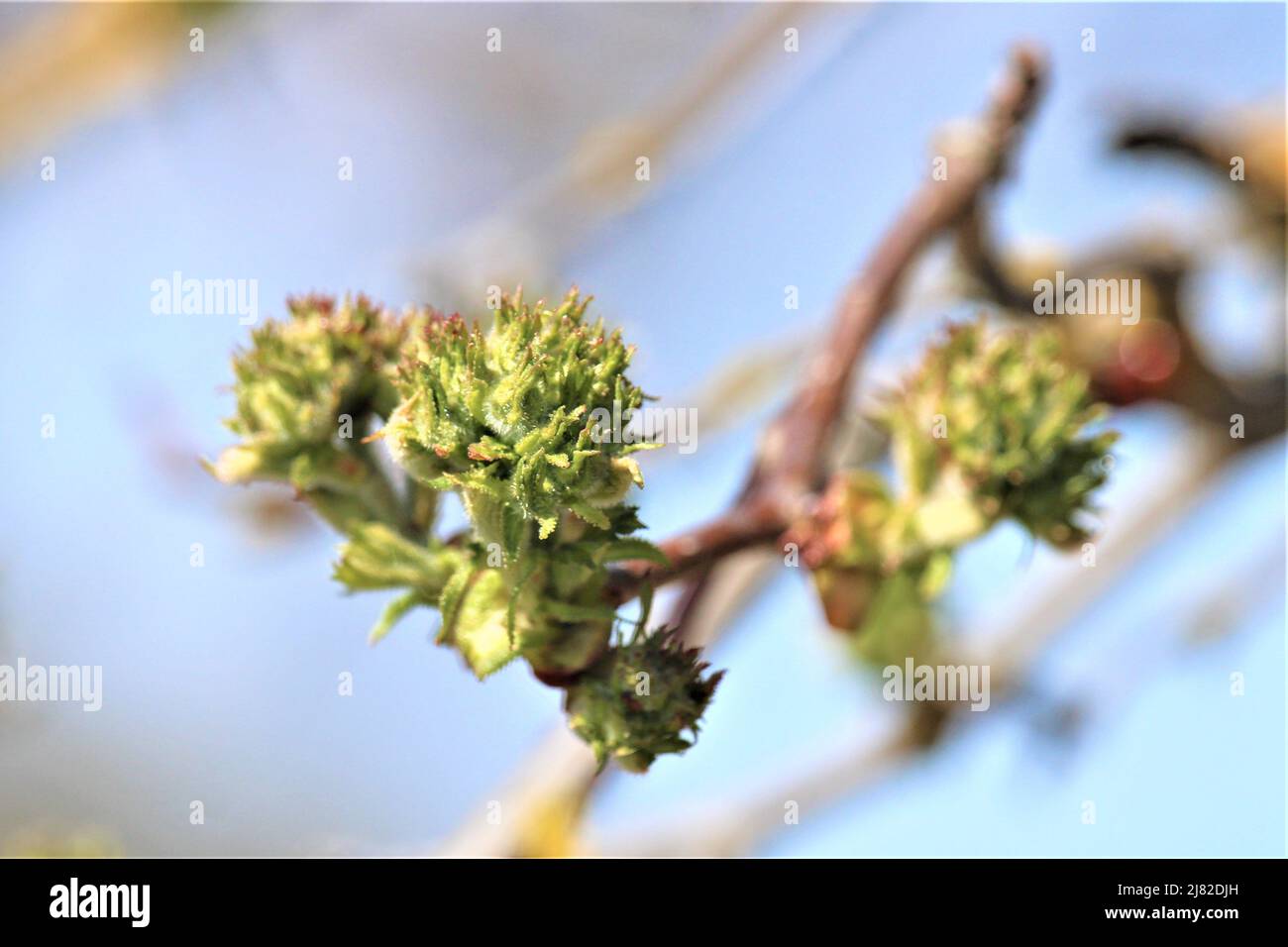 The beautiful spring of Latvia Stock Photo - Alamy