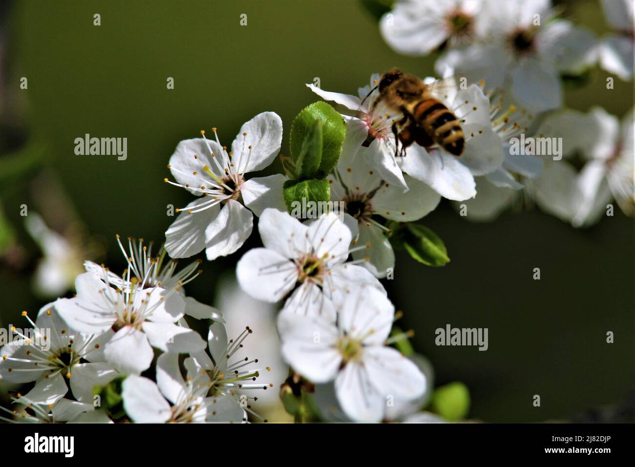 The beautiful spring of Latvia Stock Photo - Alamy