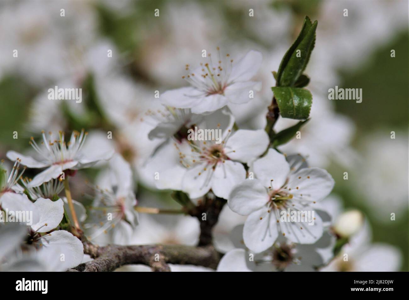 The beautiful spring of Latvia Stock Photo - Alamy