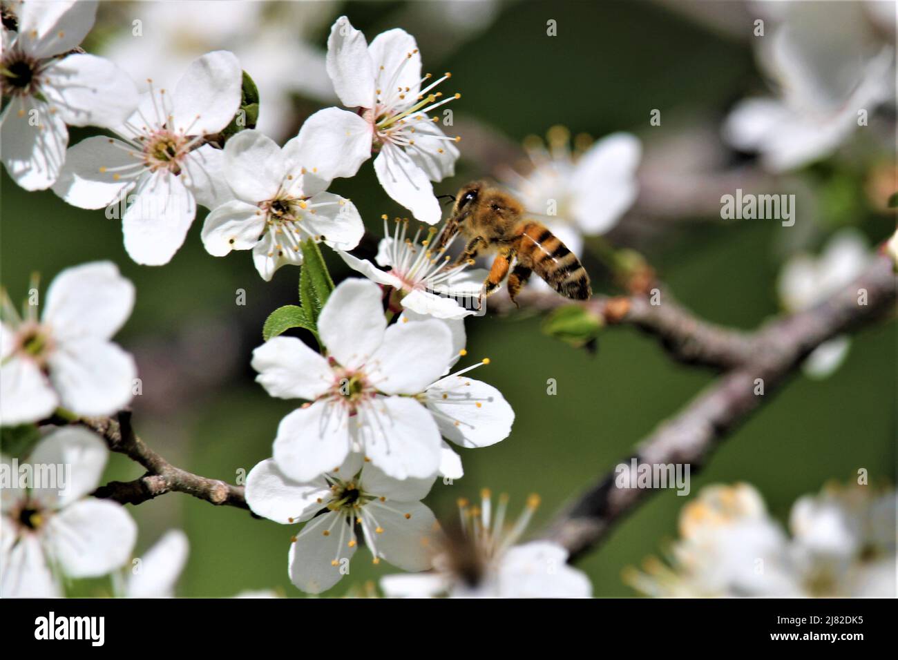 The beautiful spring of Latvia Stock Photo - Alamy