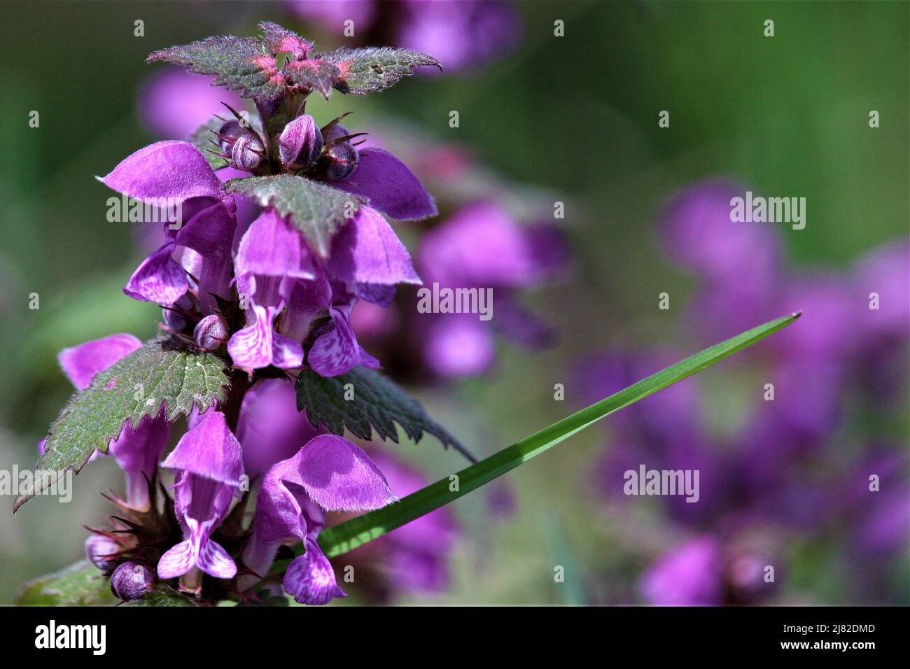 The beautiful spring of Latvia Stock Photo - Alamy
