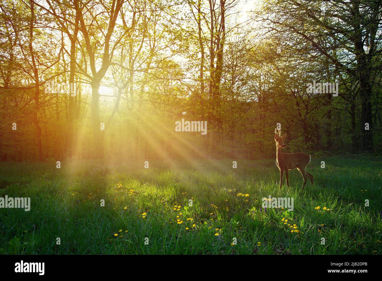 Art beautiful spring morning forest glade Stock Photo - Alamy