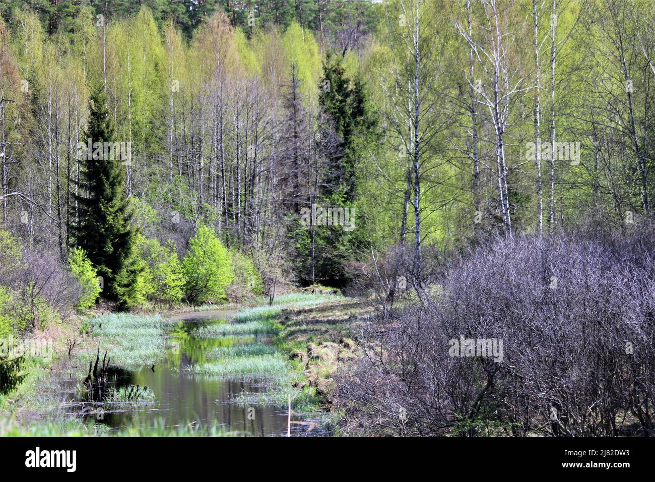The beautiful spring of Latvia Stock Photo - Alamy