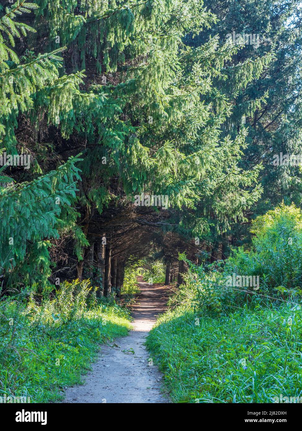 Hiking Trail Through An Arch Of Pine Trees In A Wooded Consevation Area ...
