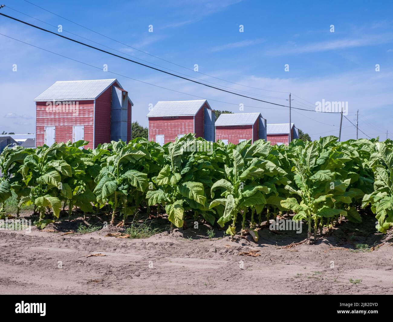Tobacco Farm Sheds And Tobacco Plants (Nicotiana tabacum), in The ...