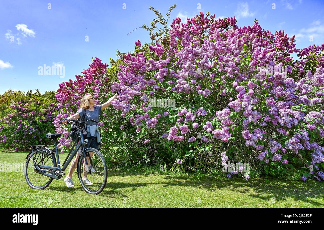 Brighton UK 12th May 2022 - A cyclist stops to admire Brighton's famous ...