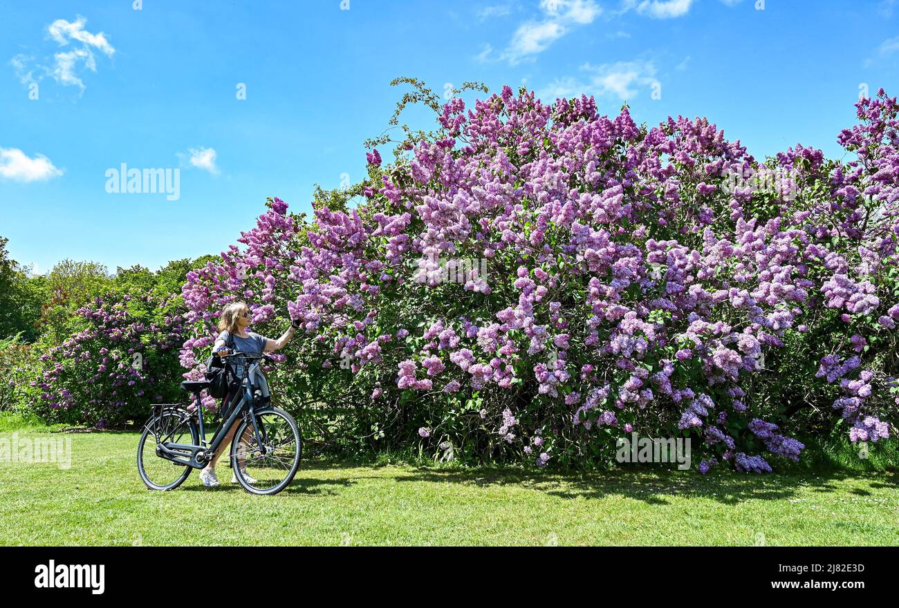 Brighton UK 12th May 2022 - A cyclist stops to admire Brighton's famous ...