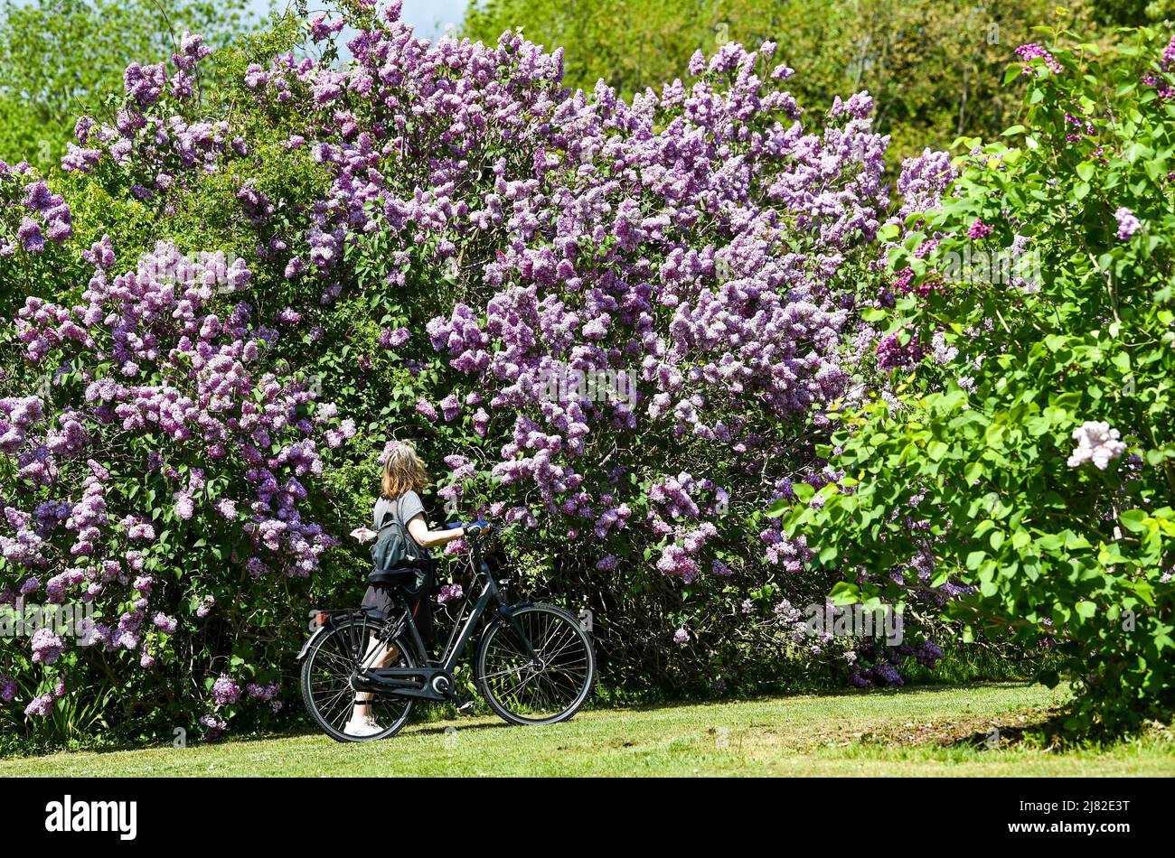 Brighton UK 12th May 2022 - A cyclist stops to admire Brighton's famous ...