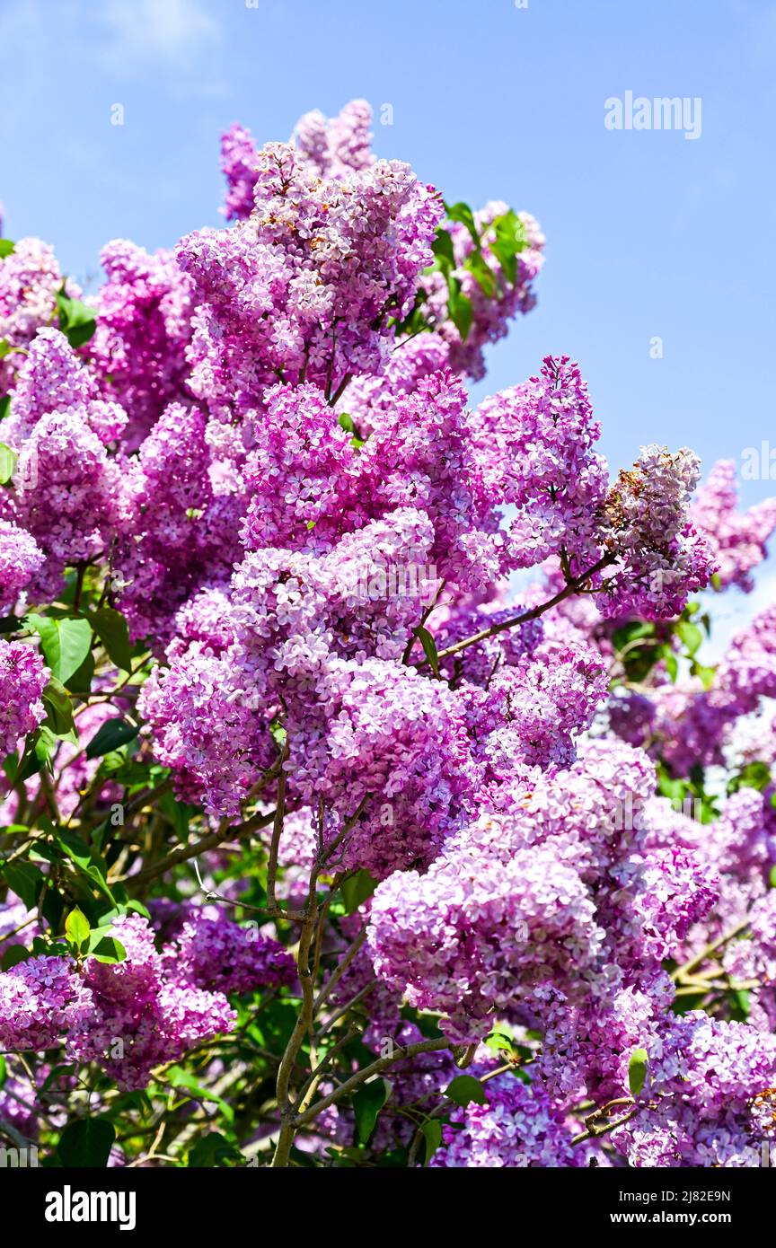 Lilac 250 hi-res stock photography and images - Alamy