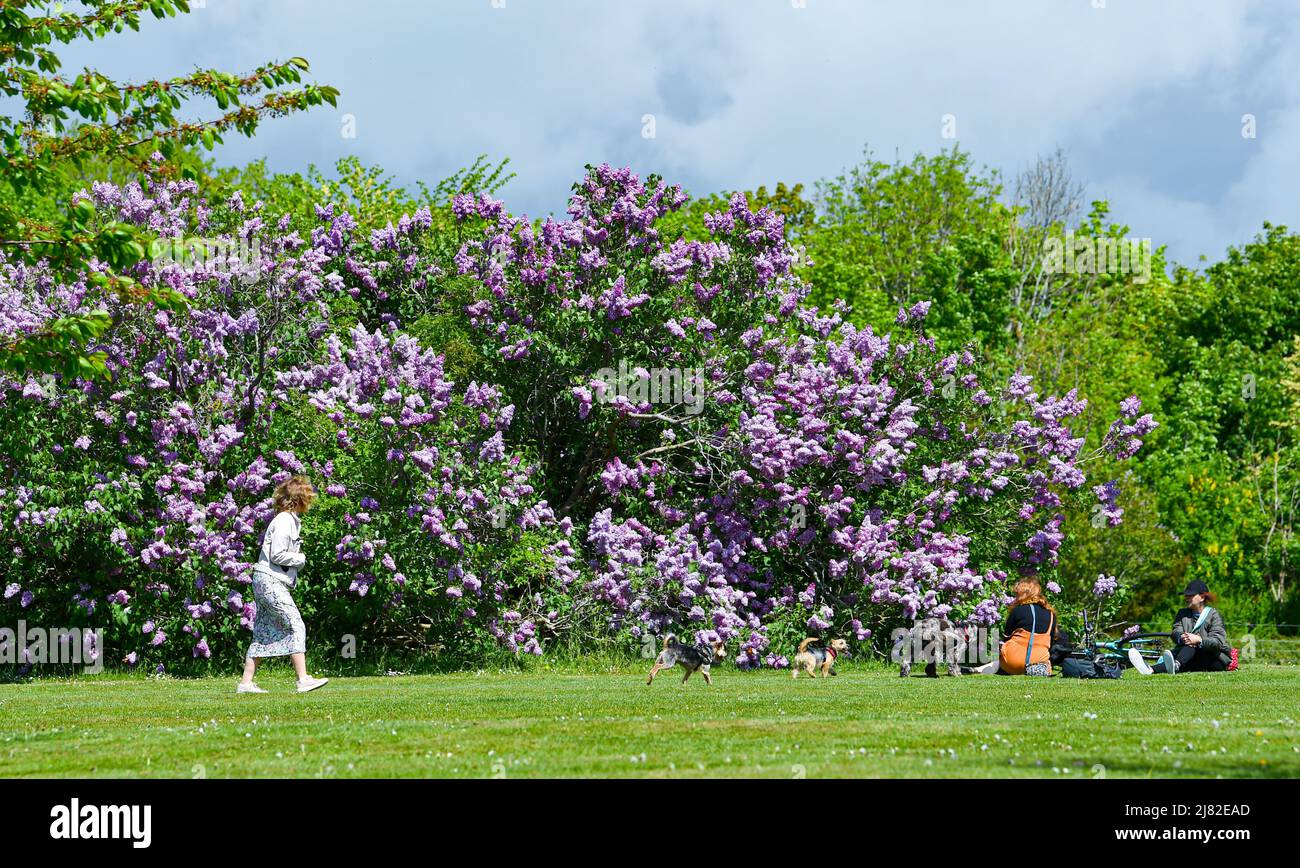 Brighton UK 12th May 2022 - Walkers enjoy Brighton's famous lilac ...