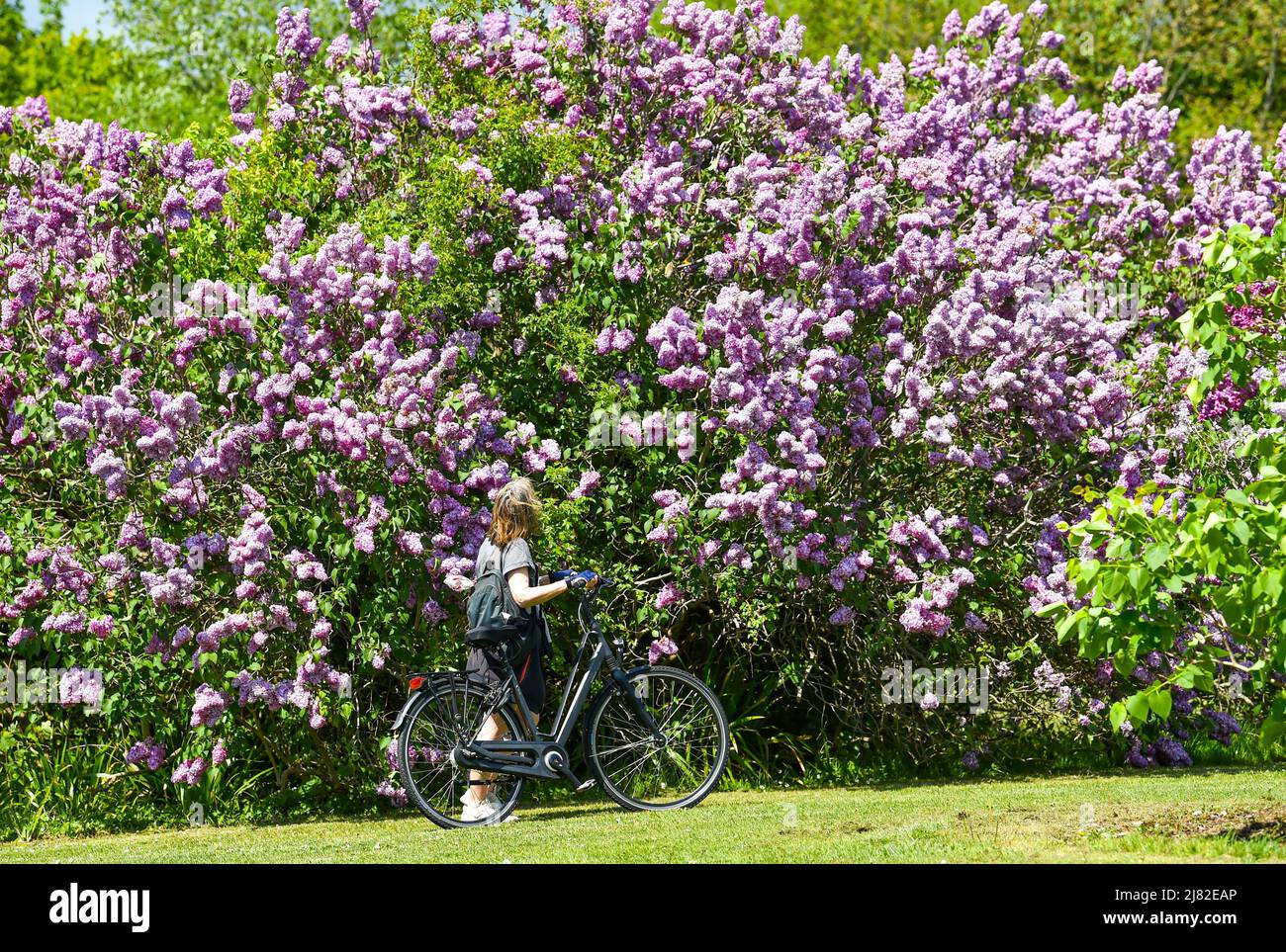 Brighton UK 12th May 2022 - A cyclist stops to admire Brighton's famous ...