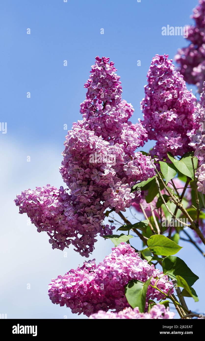 Brighton UK 12th May 2022 - Brighton's famous lilac collection in ...