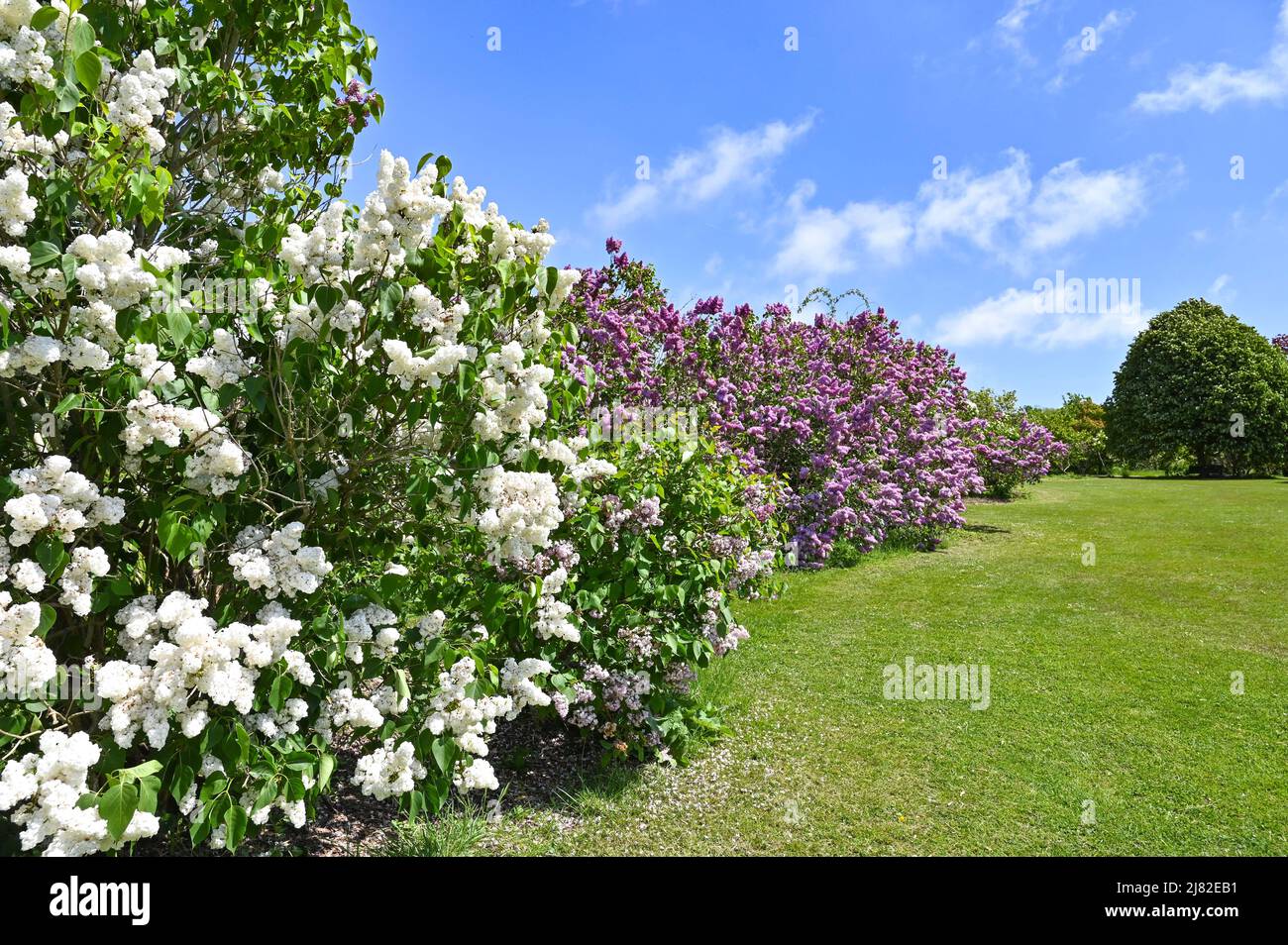 Brighton UK 12th May 2022 - Brighton's famous lilac collection in ...