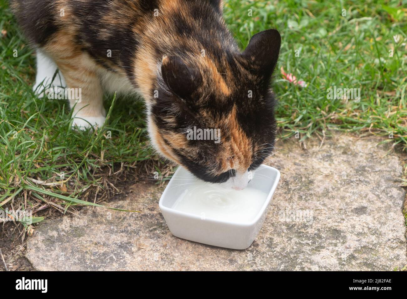 Cat drinking milk hi-res stock photography and images - Alamy
