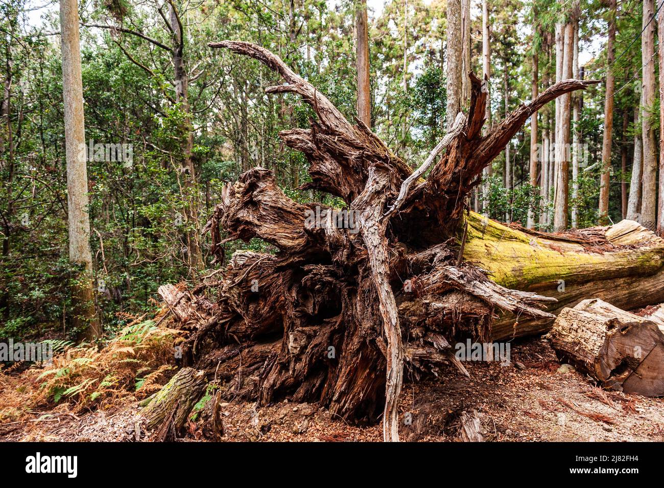 Nara peace park hi-res stock photography and images - Alamy