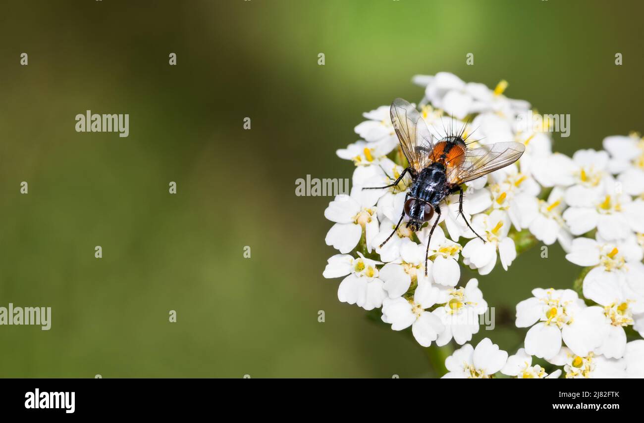Closeup of female tachinid fly on white flower with green blurry nature ...