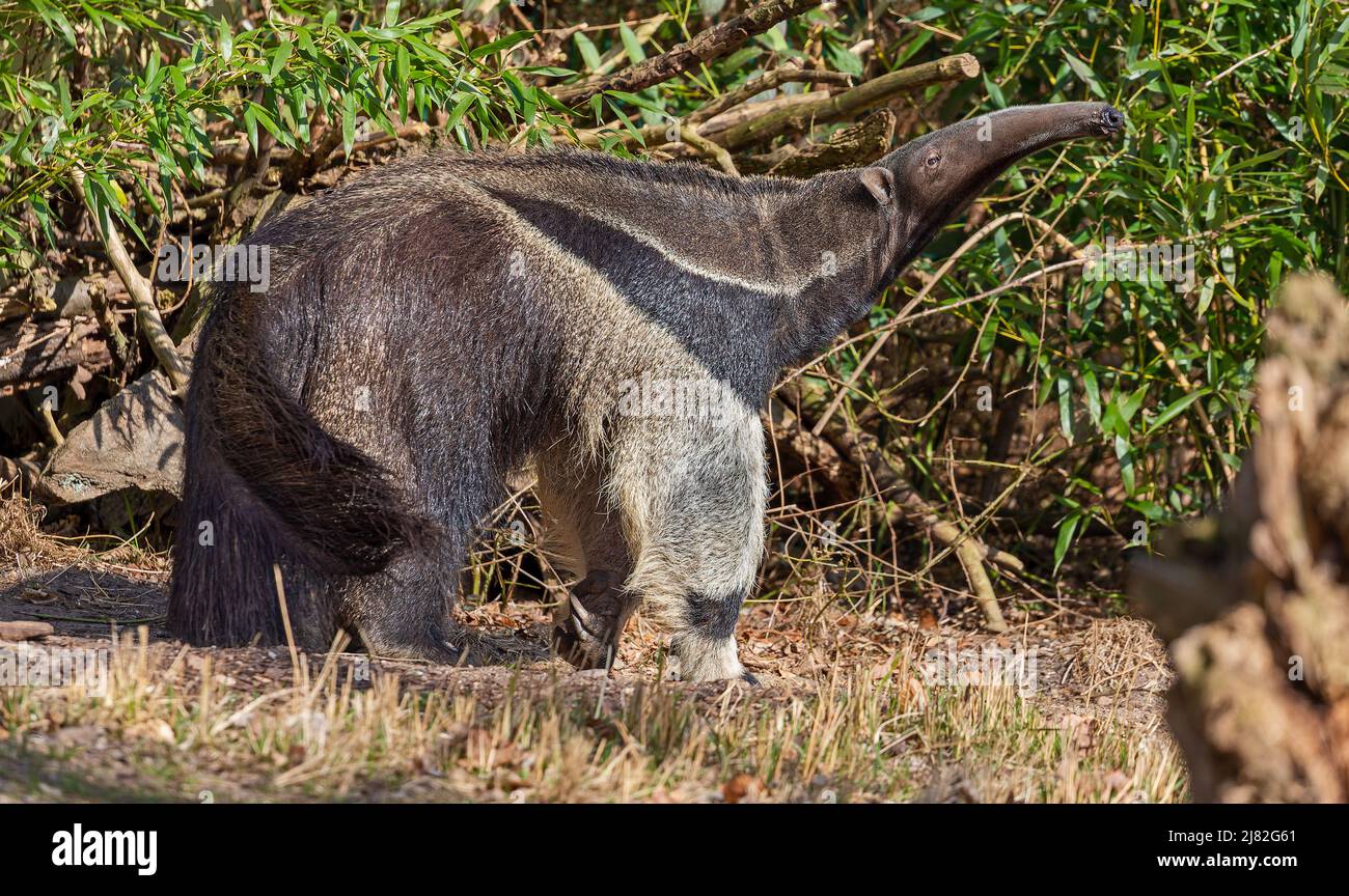 Giant anteater colombia hi-res stock photography and images - Alamy