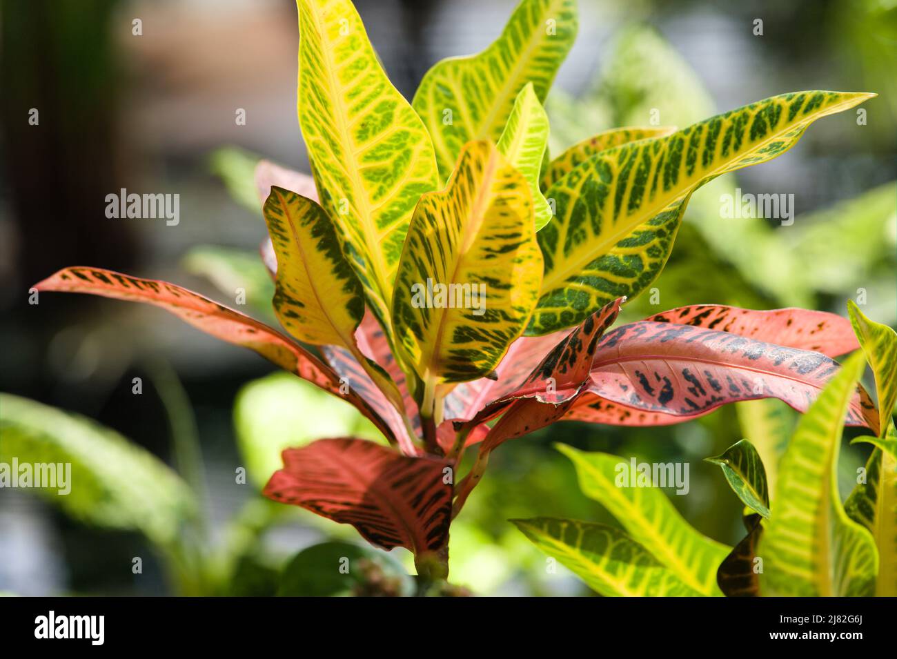 'Josephs Coat ' Croton plant, Codiaeum variegatum var. pictum Stock ...