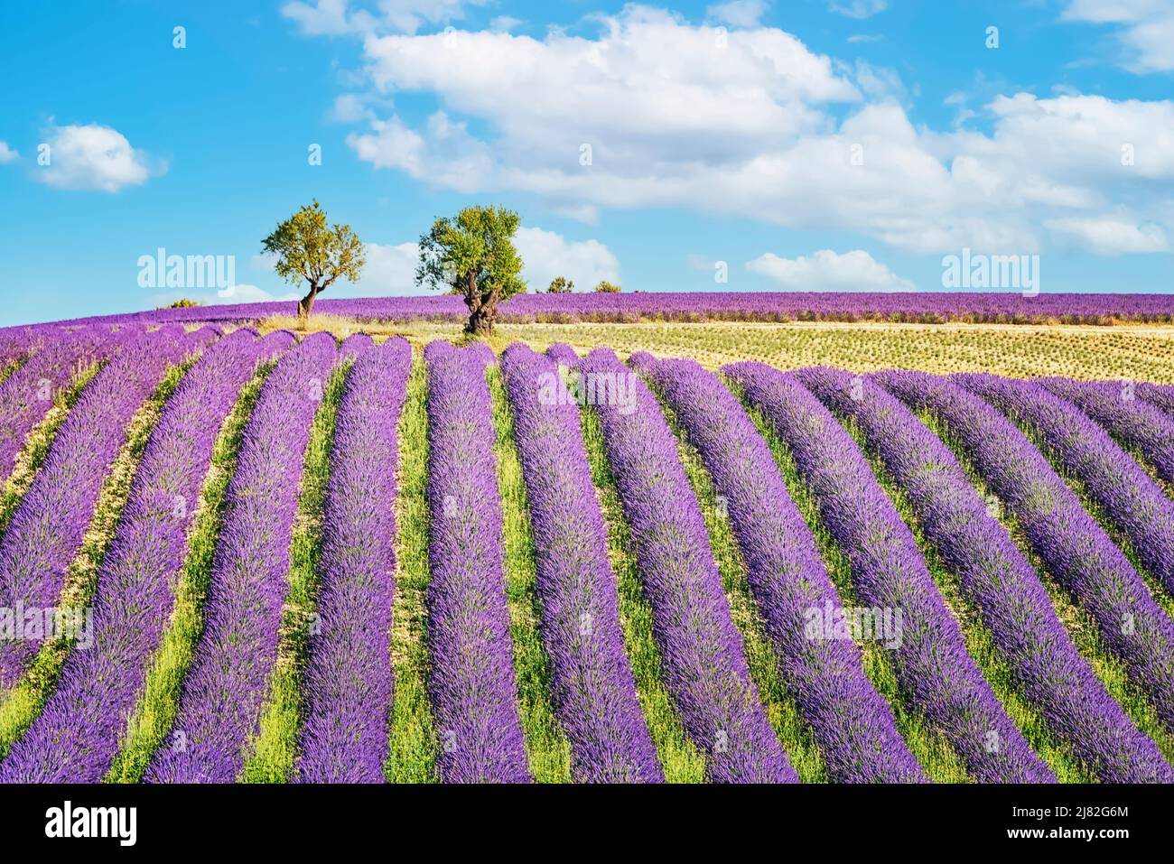 Summer lavender field hi-res stock photography and images - Alamy