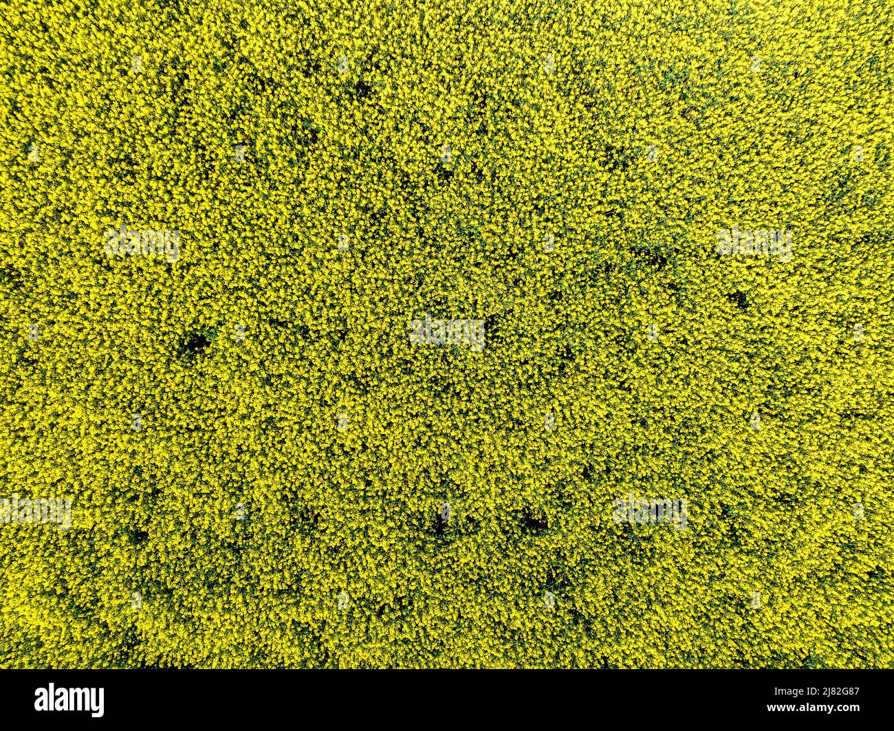 Rapeseed field aerial view hi-res stock photography and images - Alamy