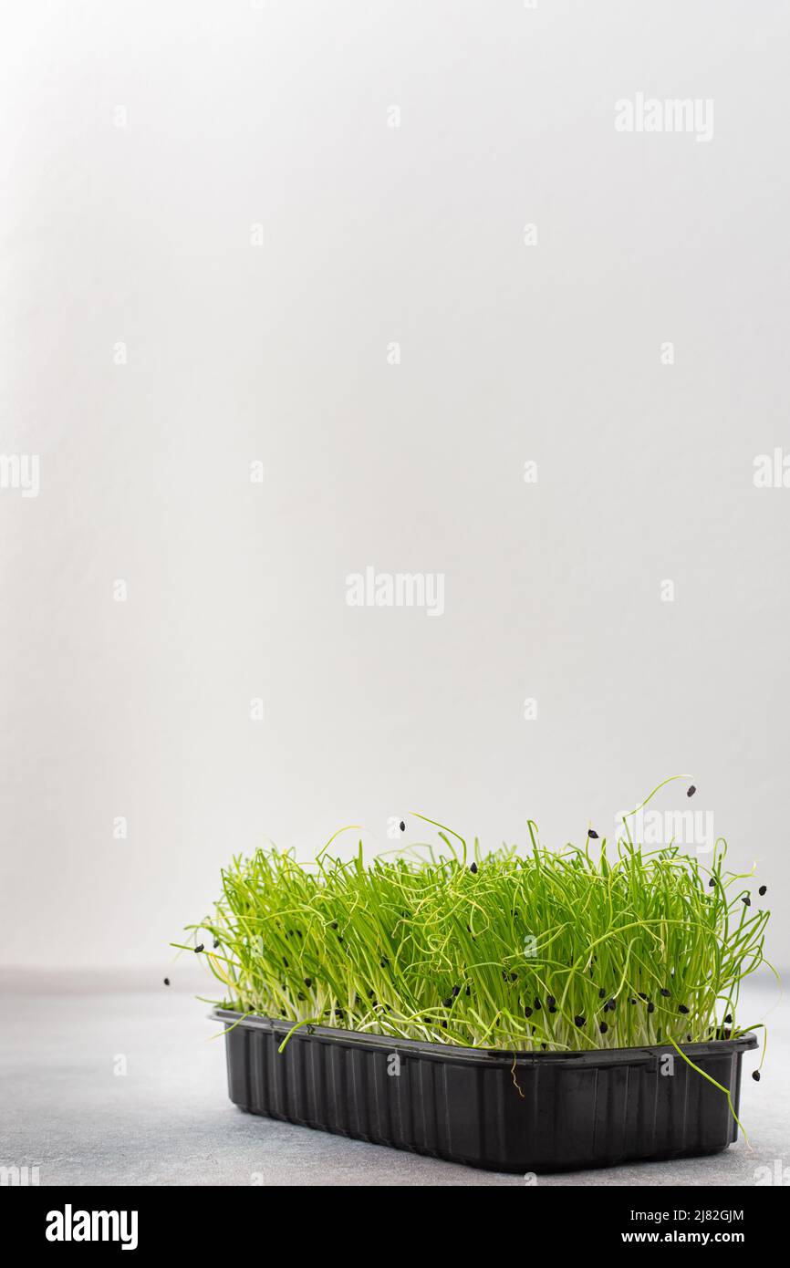 Vegetable greens of chives, useful microgreen close-up , organic food ...