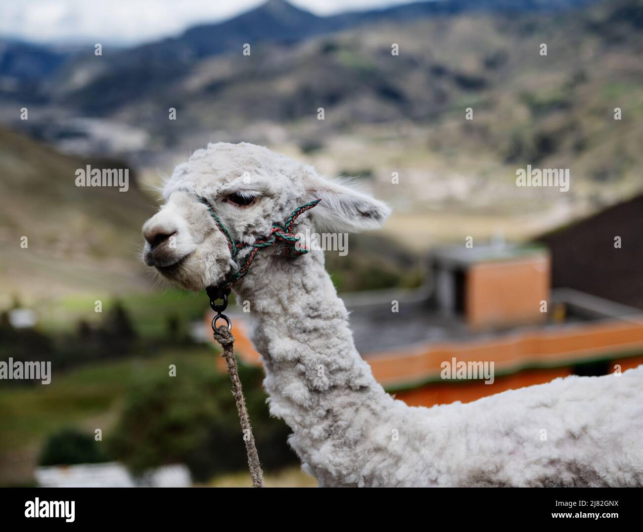 Llamas ecuador hi-res stock photography and images - Alamy