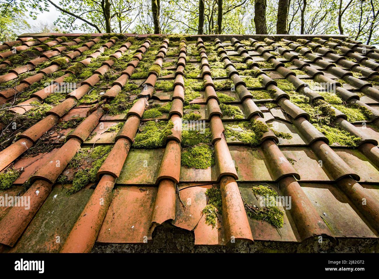 Roof tiles on the roof of a a woodland shelter on the Malham Tarn ...