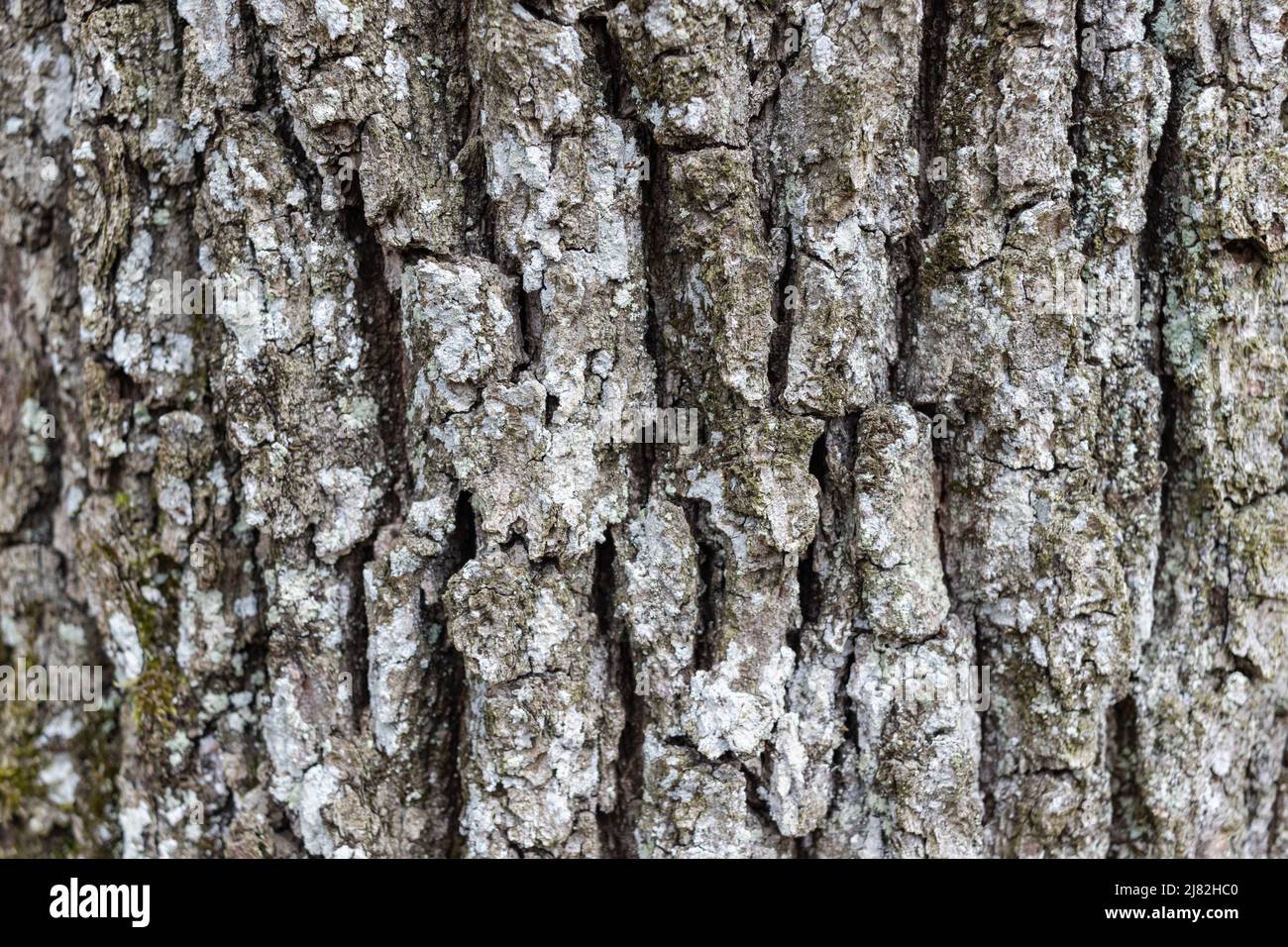 Wood tree texture hi-res stock photography and images - Alamy