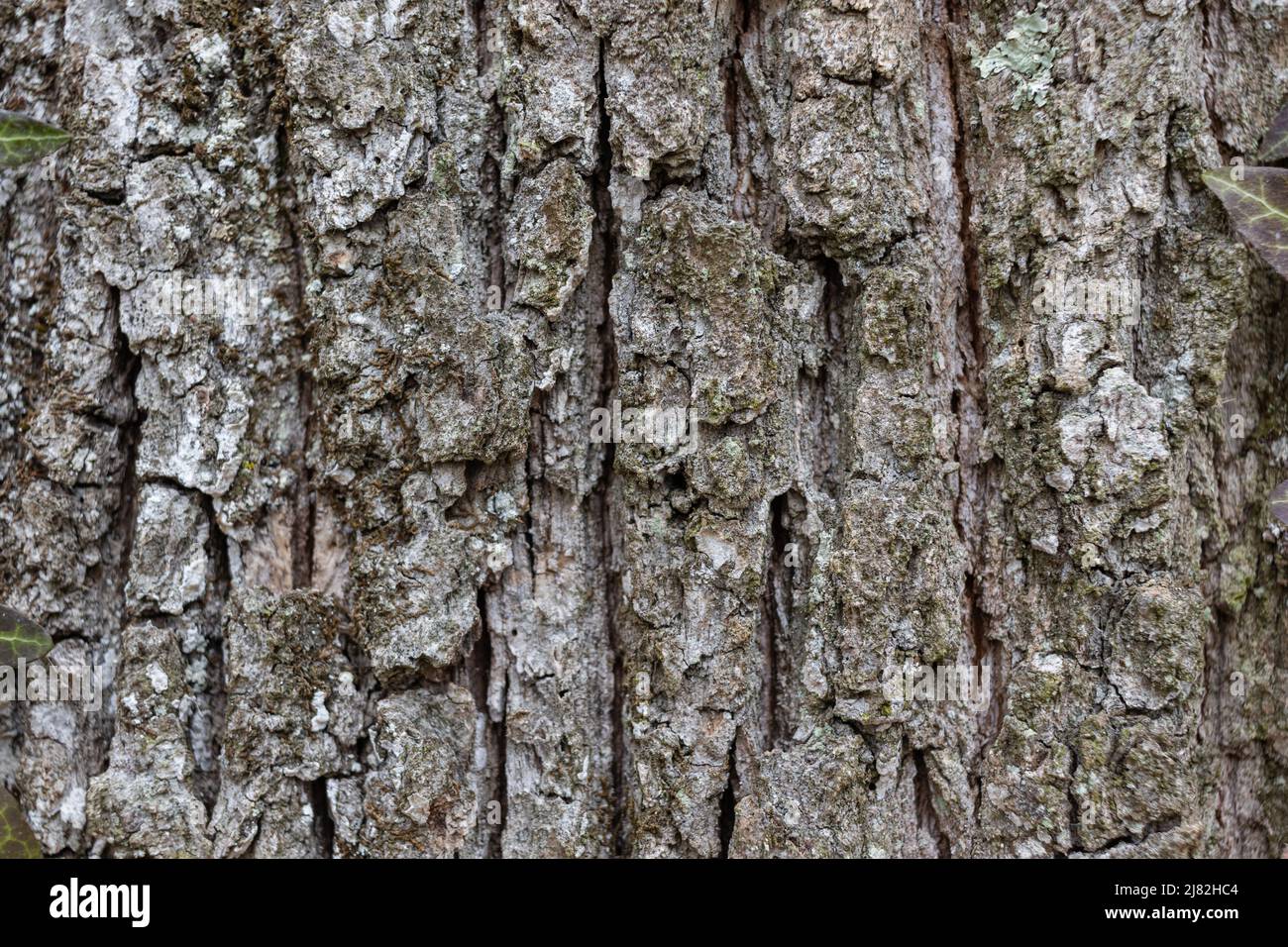 Wood tree texture hi-res stock photography and images - Alamy