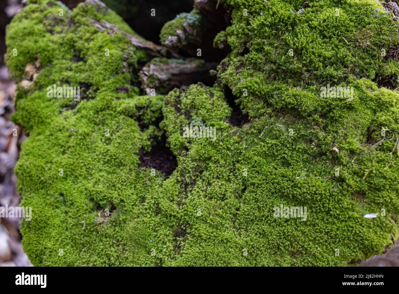 Top view of tree stump covered with moss in a dark forest Stock Photo ...